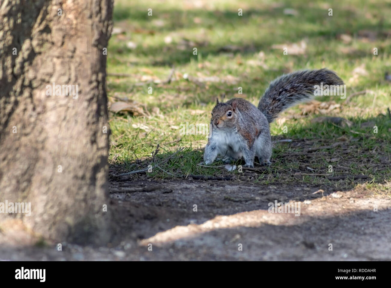 Grey squirrel moving hi-res stock photography and images - Alamy