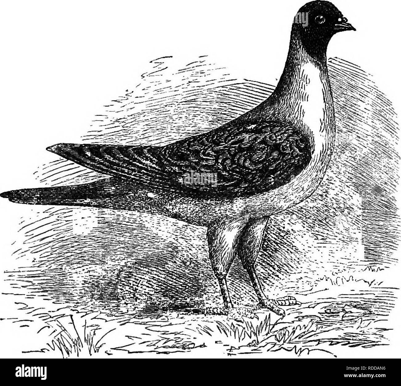 Modena pigeons hi-res stock photography and images - Alamy