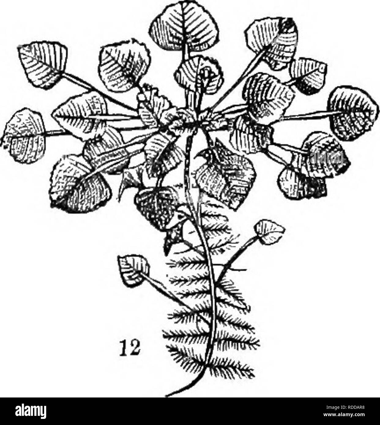 . Analytical class-book of botany : designed for academies and private ...