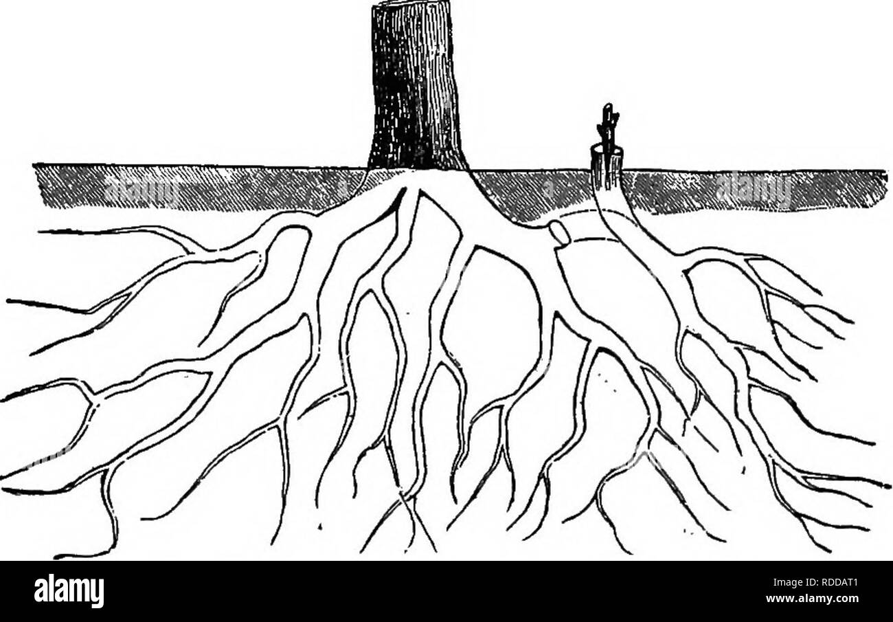 Removing old roots Black and White Stock Photos & Images - Alamy