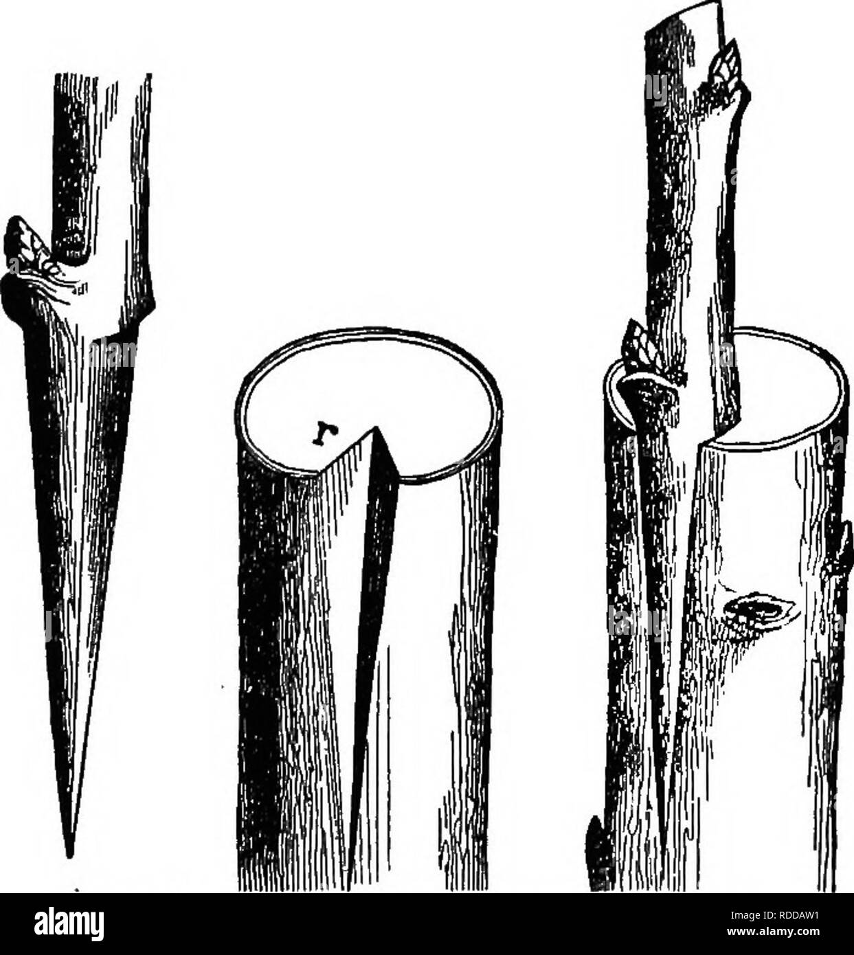 Making an incision Black and White Stock Photos & Images - Alamy