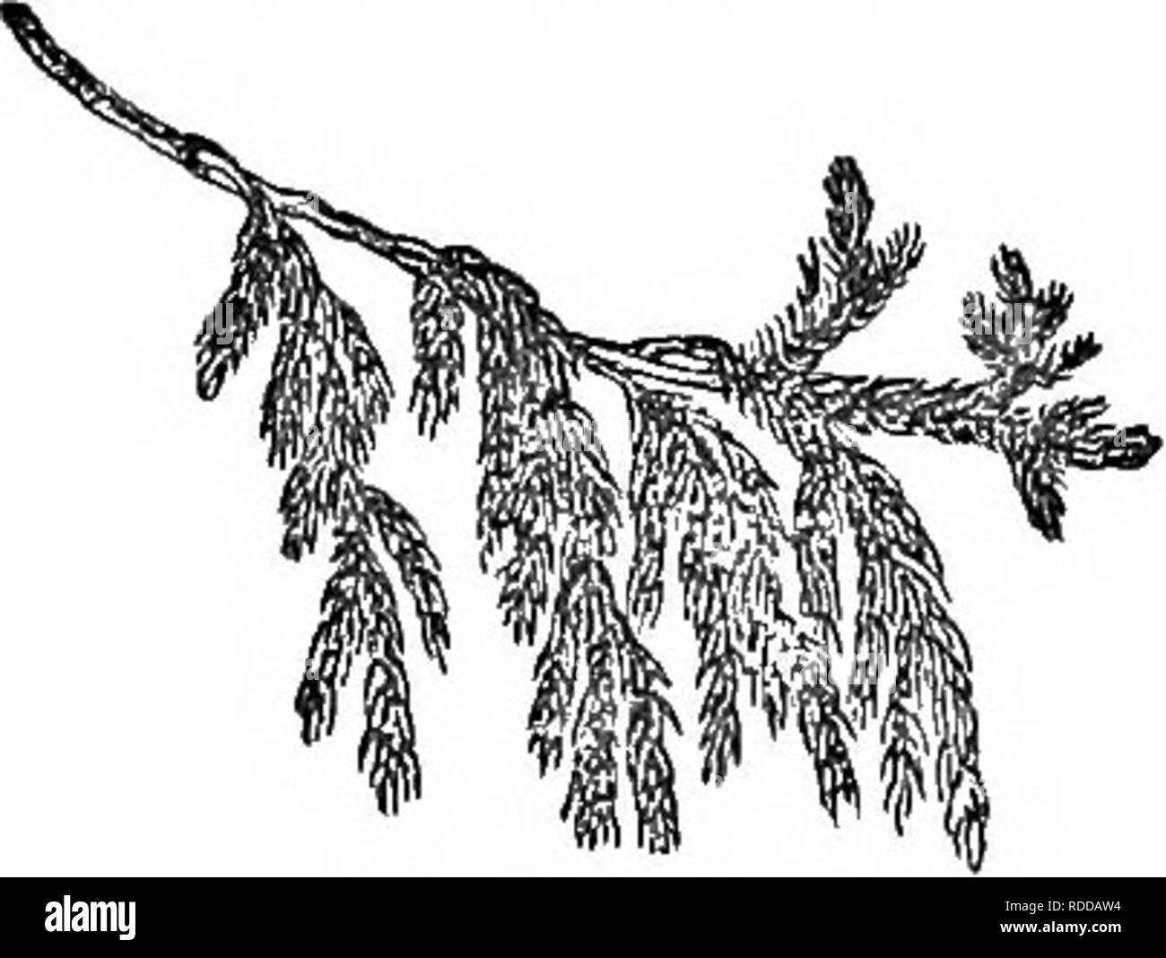 Exstipulate hi-res stock photography and images - Alamy