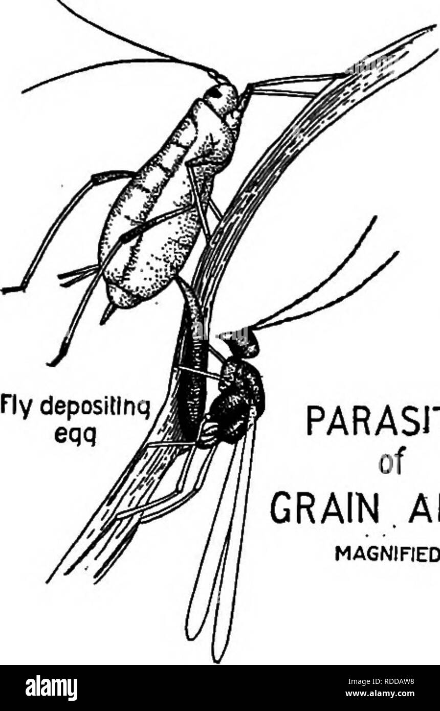 Four Winged Insect Black and White Stock Photos & Images - Alamy