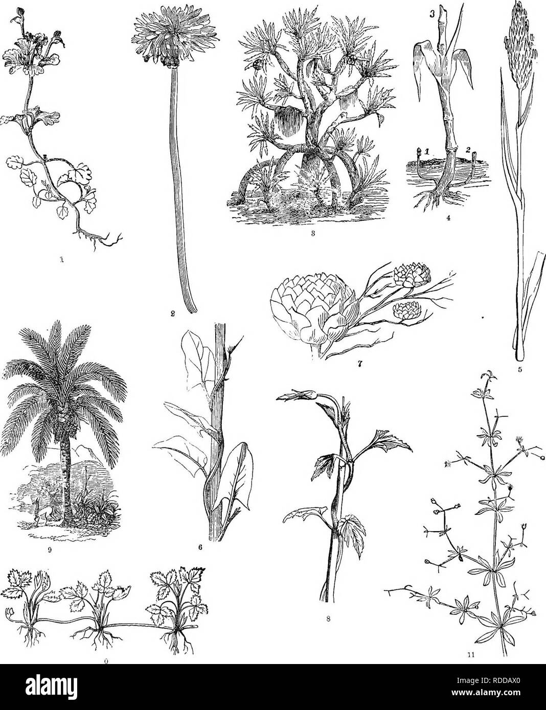 . Analytical class-book of botany : designed for academies and private ...