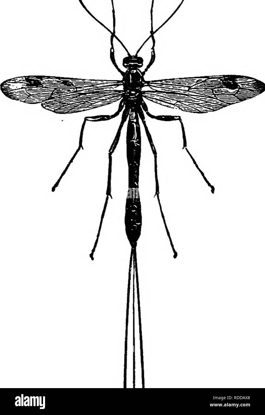 Four Winged Insect Black and White Stock Photos & Images - Alamy