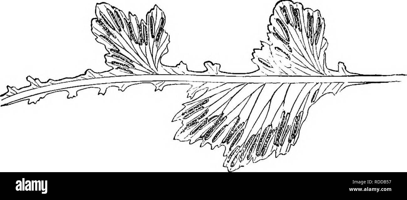 . A natural history of new and rare ferns : containing species and ...