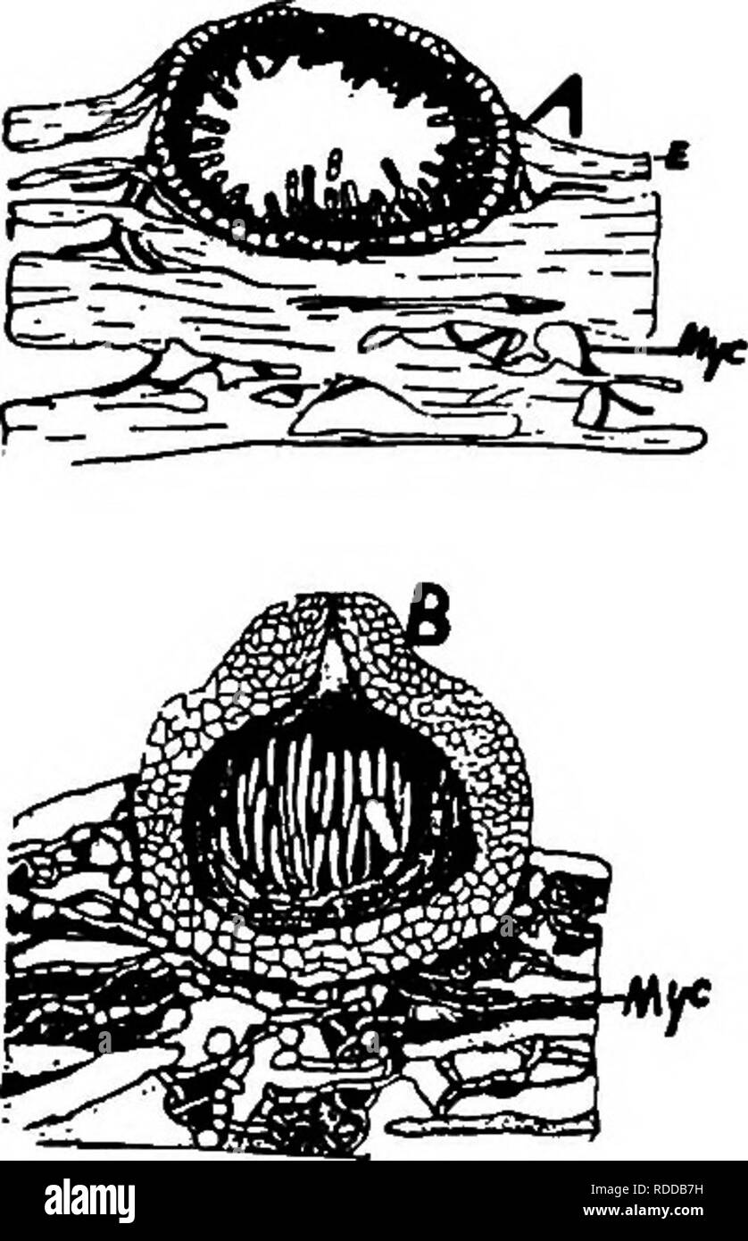 . The fungi which cause plant disease . Plant diseases; Fungi. 248 THE ...