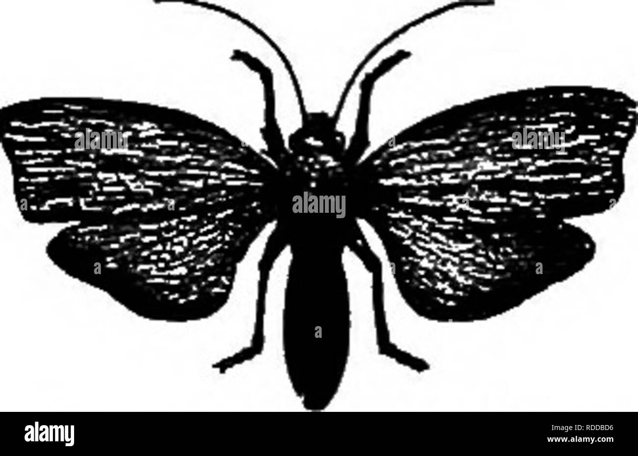 Nibbles insect hi-res stock photography and images - Alamy