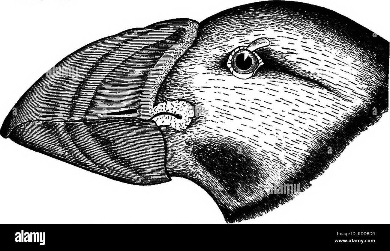 Throat grooves Black and White Stock Photos & Images - Alamy