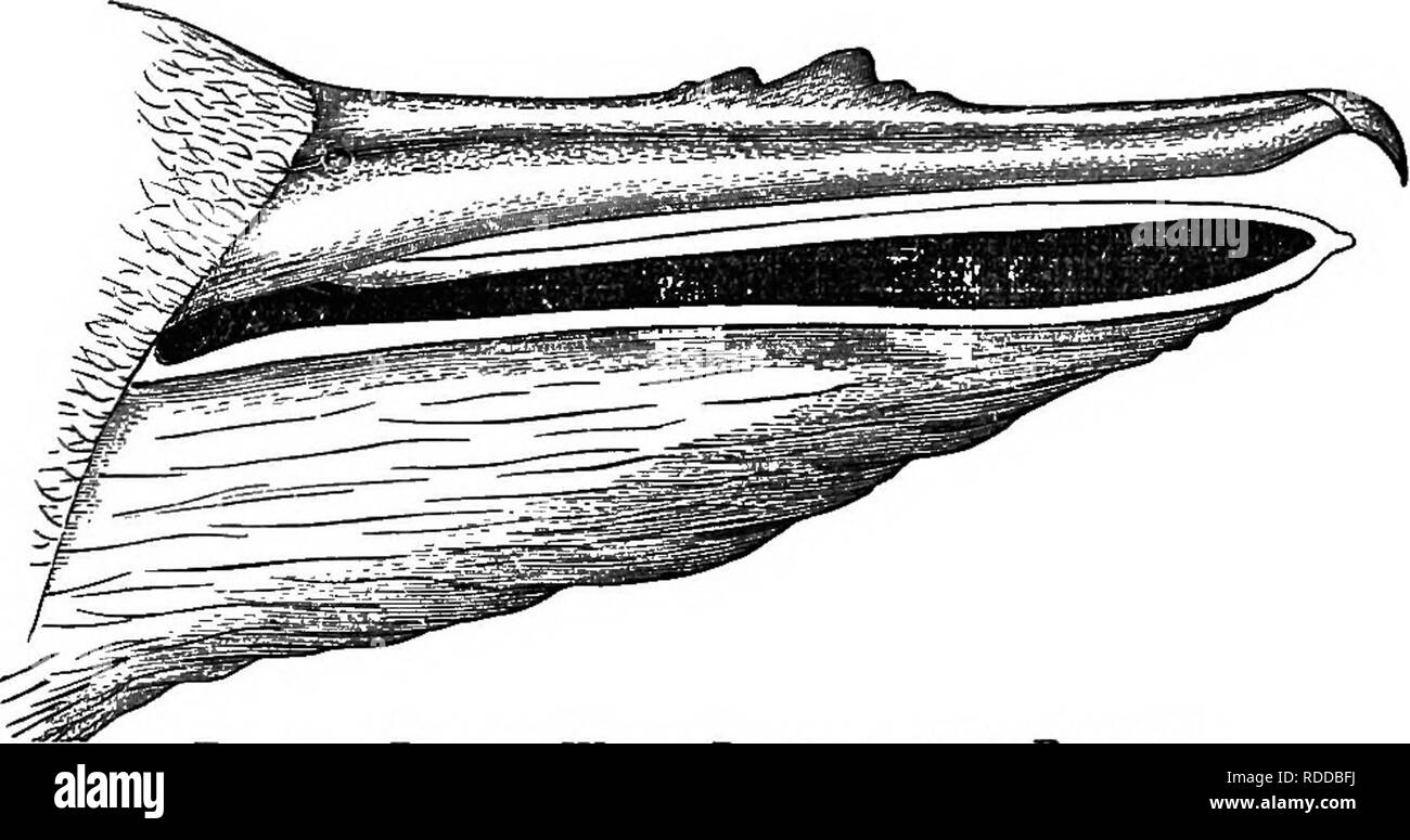 Pelecanus trachyrhynchus hi-res stock photography and images - Alamy