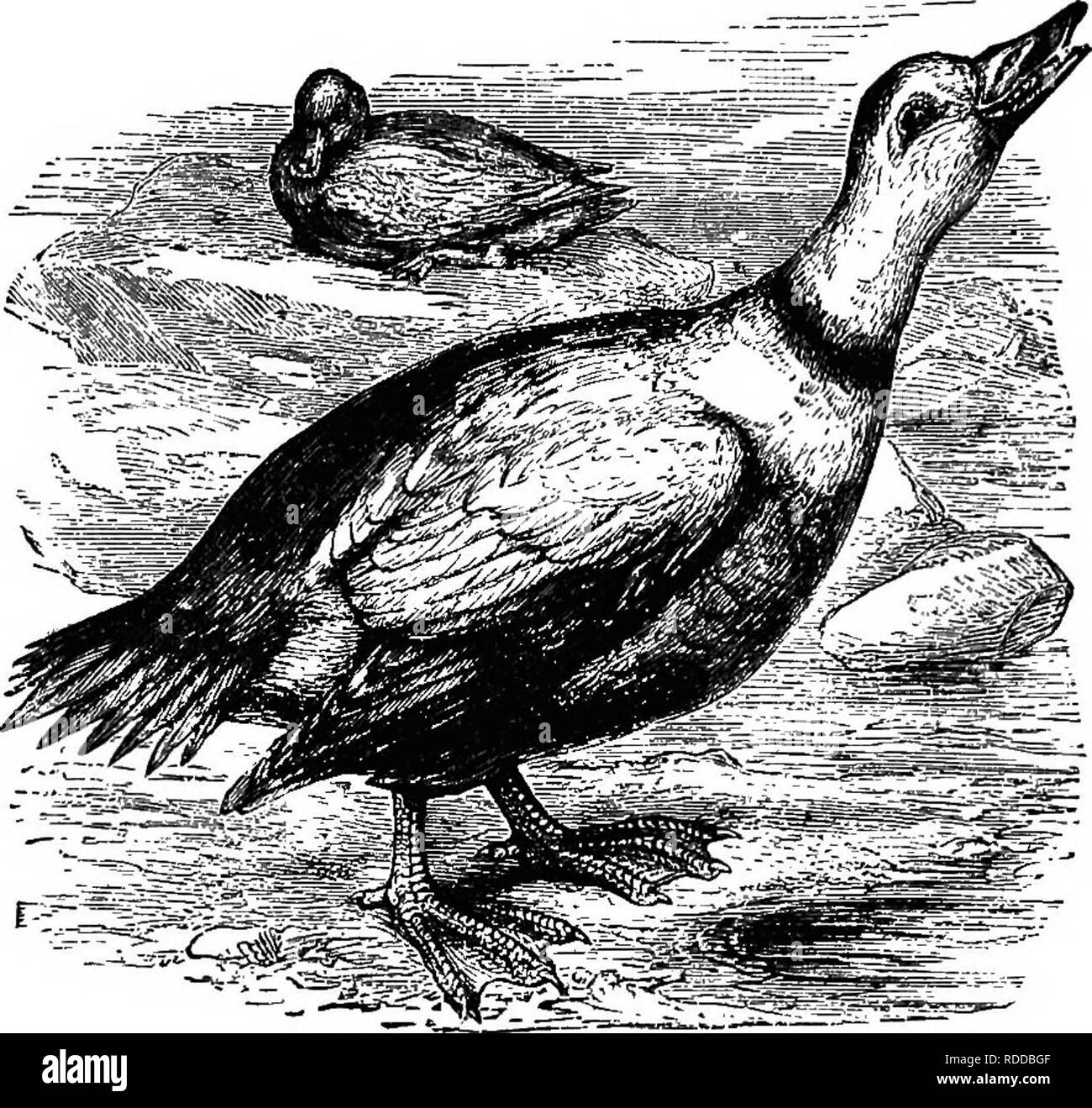 Burn duck Black and White Stock Photos & Images - Alamy