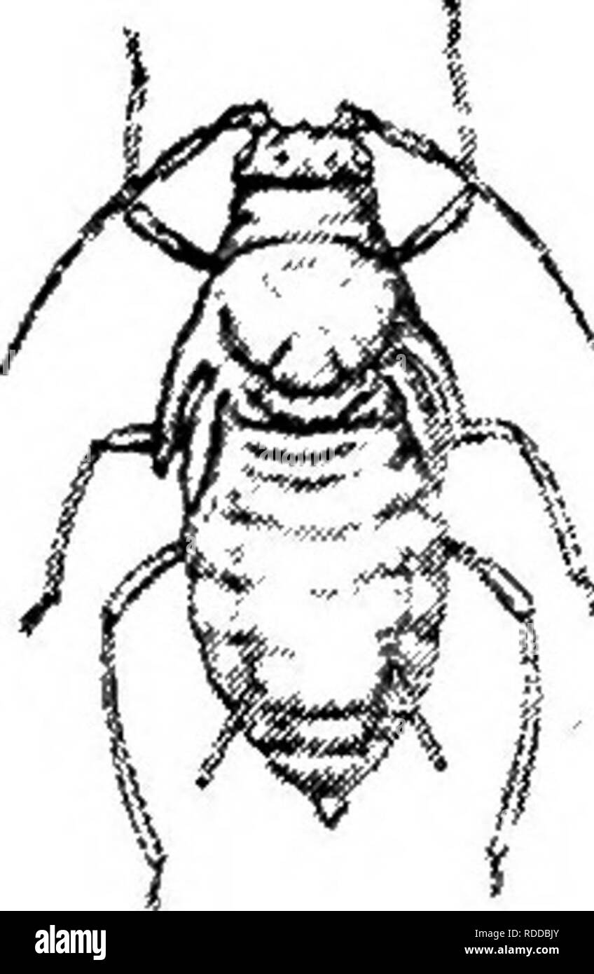 Viviparous insect Black and White Stock Photos & Images - Alamy