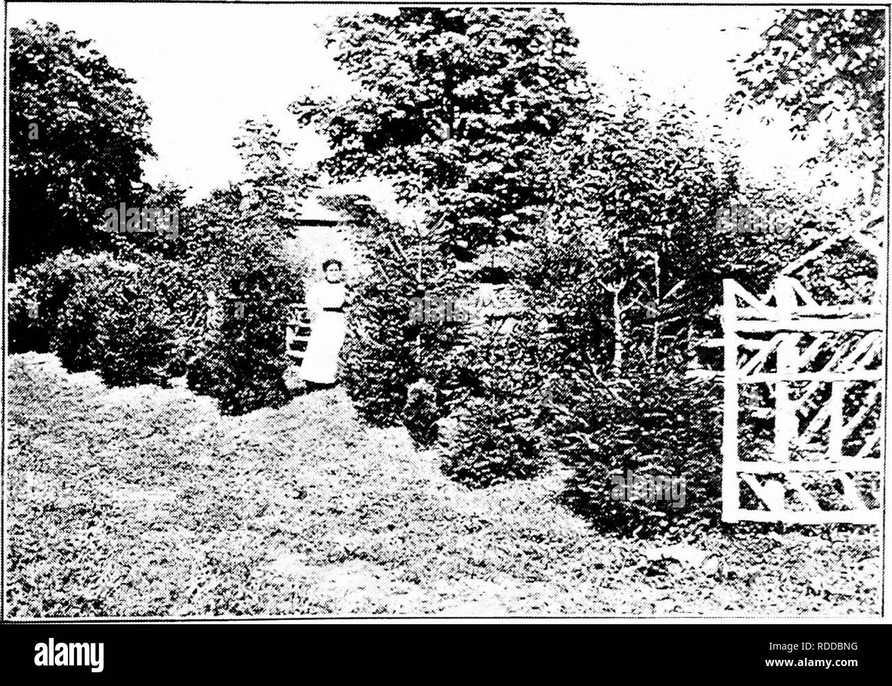 . Guide to hardy fruits and ornamentals . Fruit-culture. DWYER'S GUIDE ...