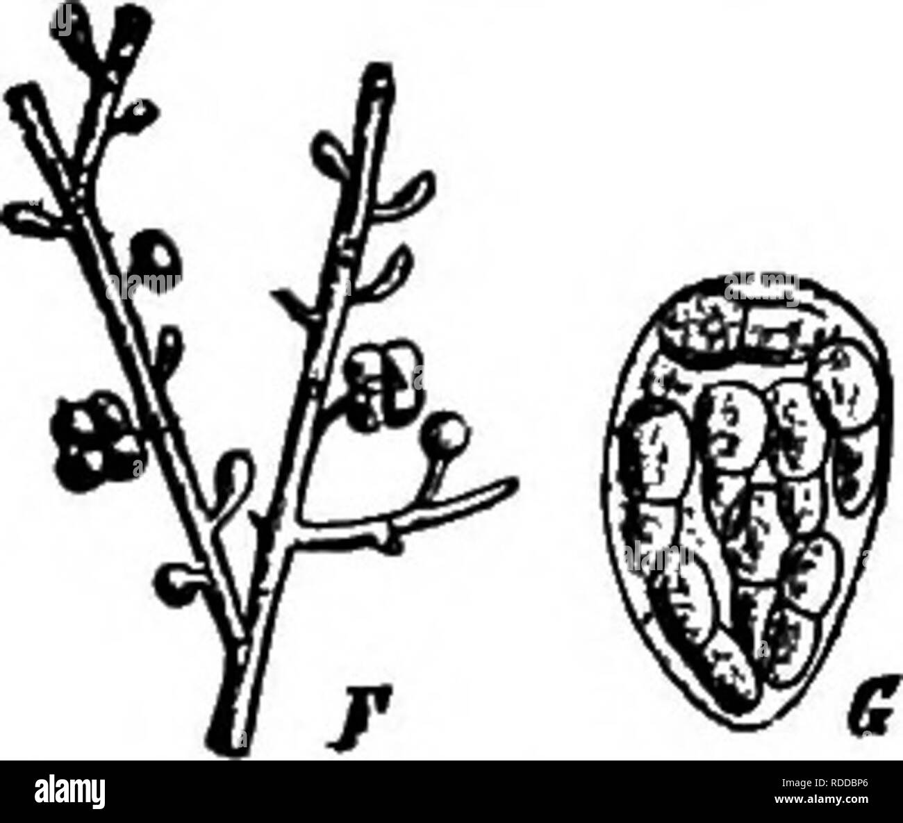 Dark spored hi-res stock photography and images - Alamy