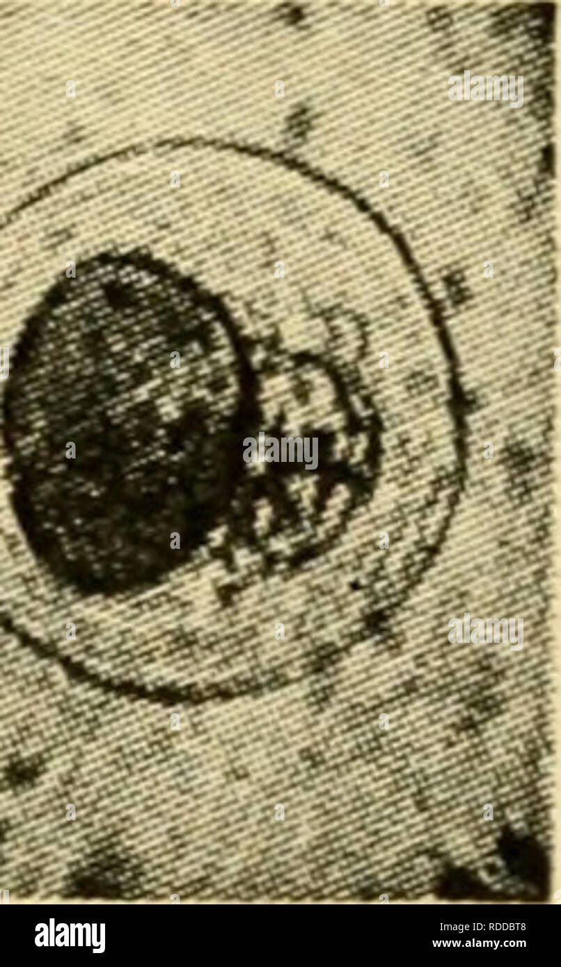 . The eggs of mammals. Ovum; Embryology -- Mammals; Mammals ...