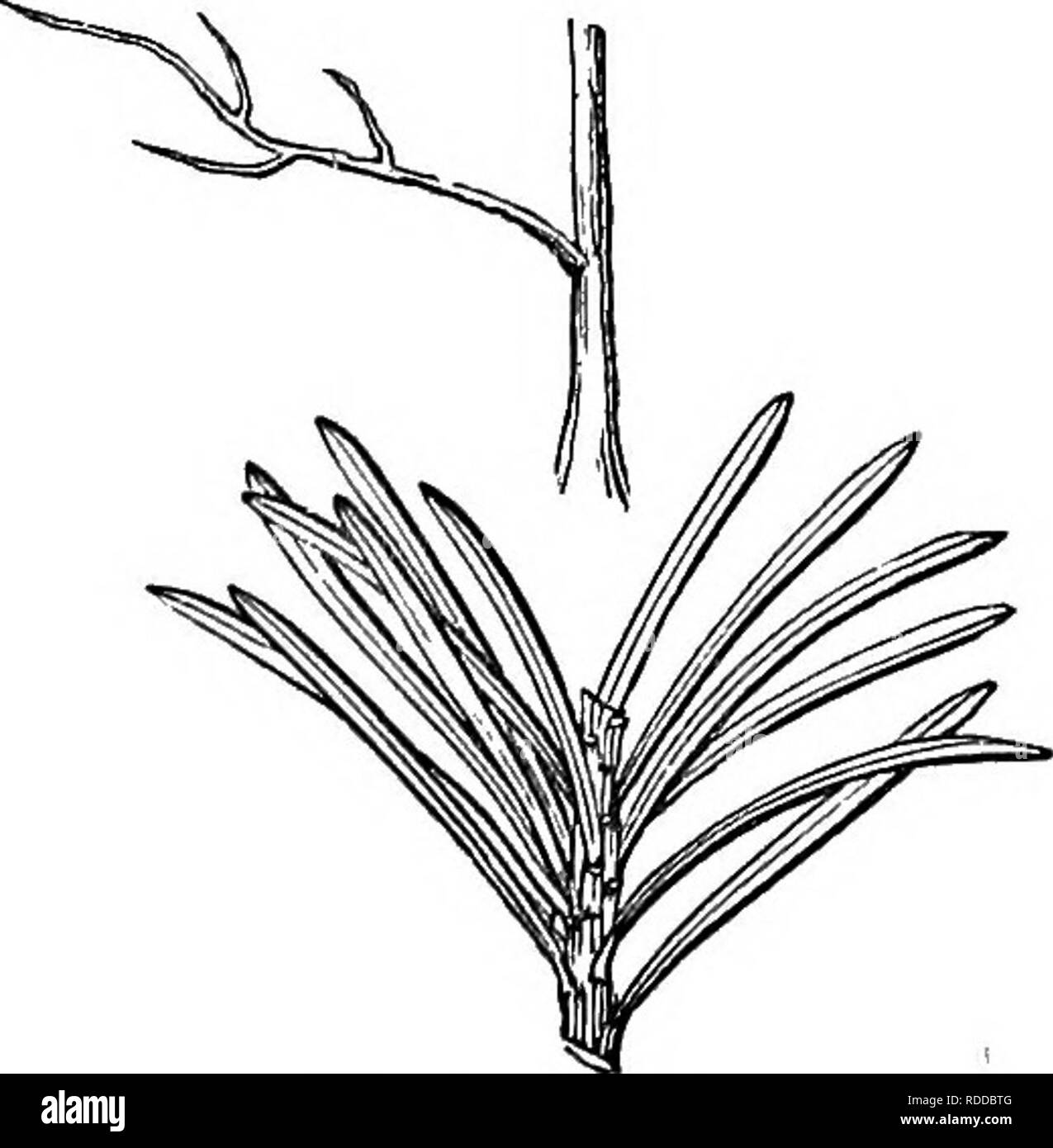 Drooping Wing High Resolution Stock Photography and Images - Alamy