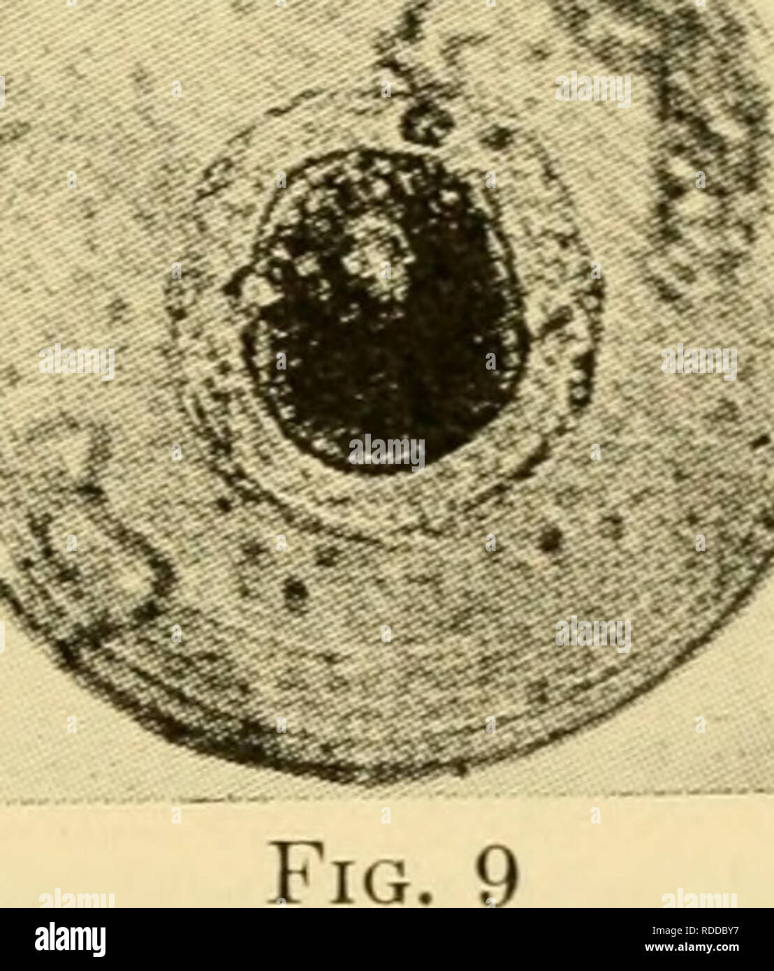. The eggs of mammals. Ovum; Embryology -- Mammals; Mammals ...