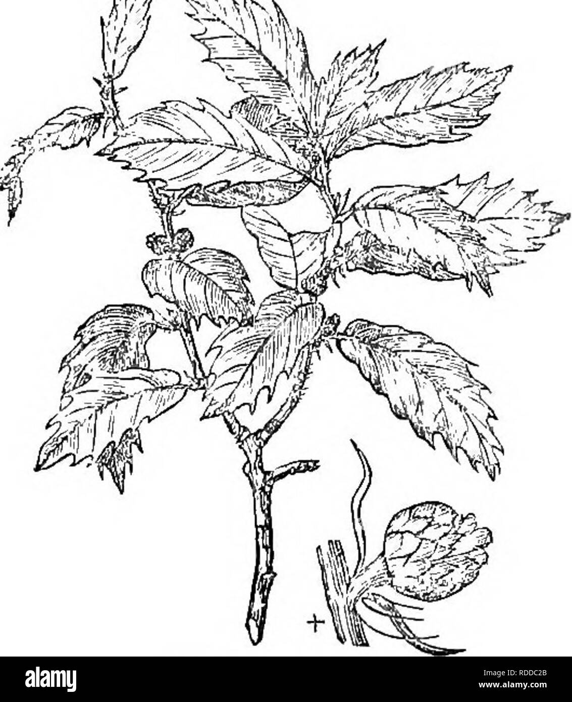 Mucronate Black and White Stock Photos & Images - Alamy