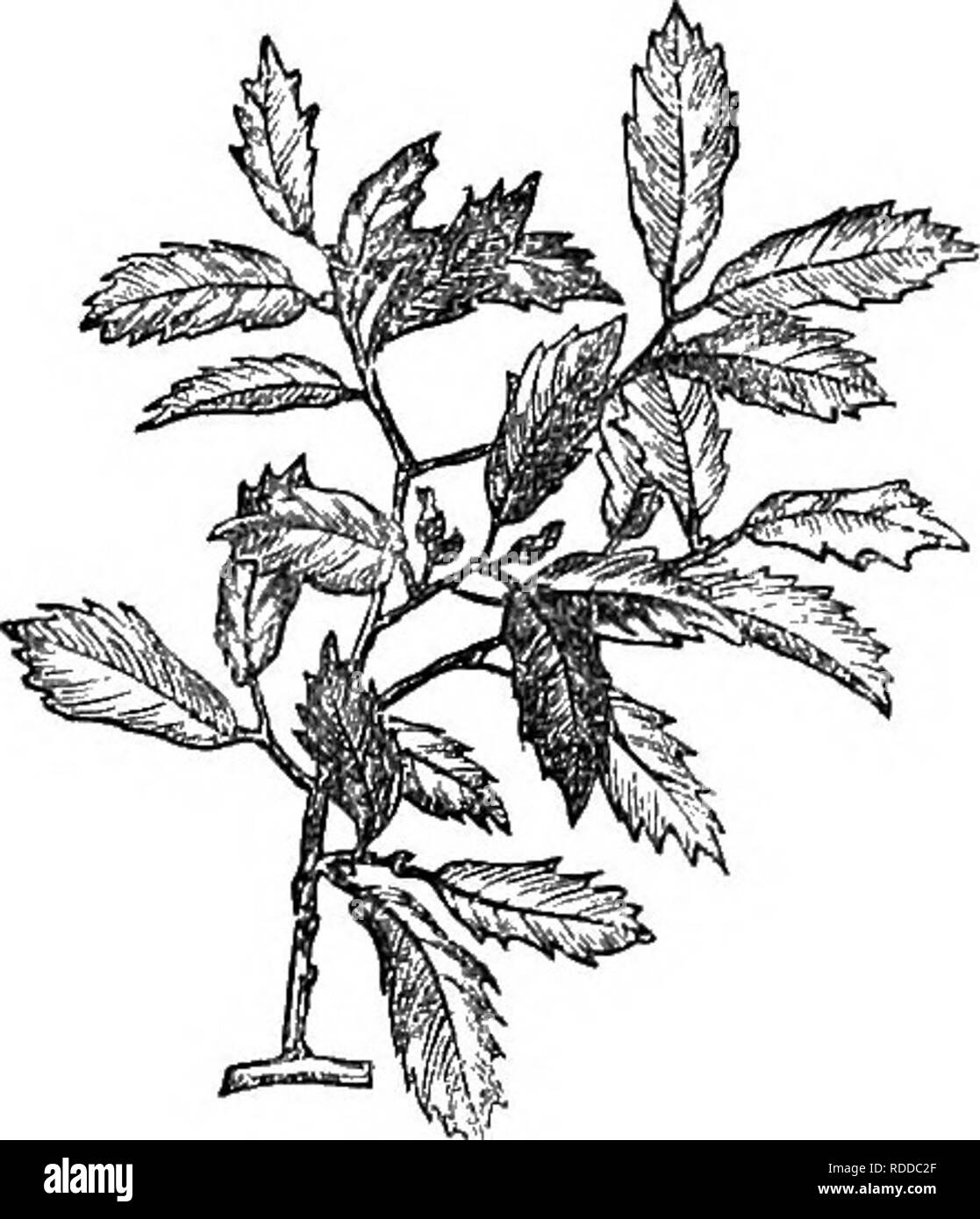 Mucronate Black and White Stock Photos & Images - Alamy