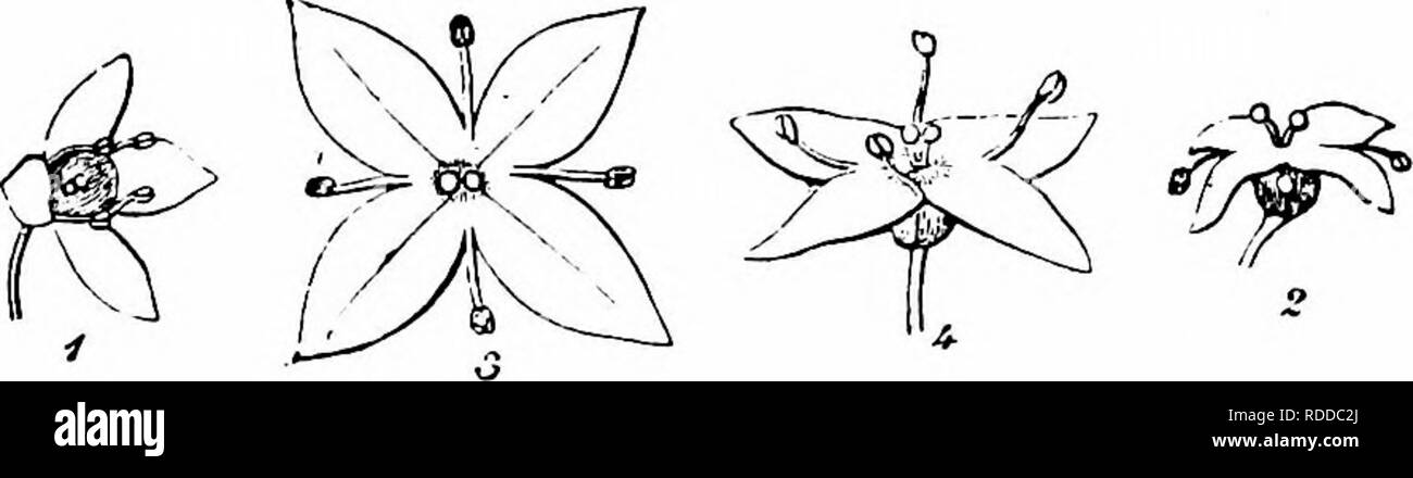 Based on plant forms hi-res stock photography and images - Alamy