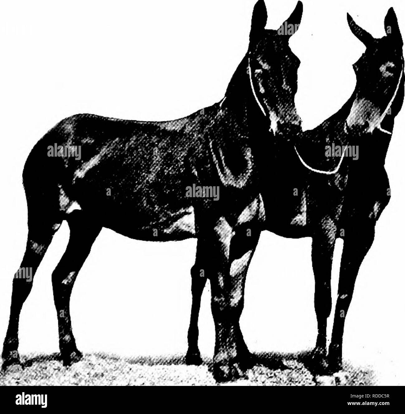 Horses at bray Black and White Stock Photos & Images - Alamy