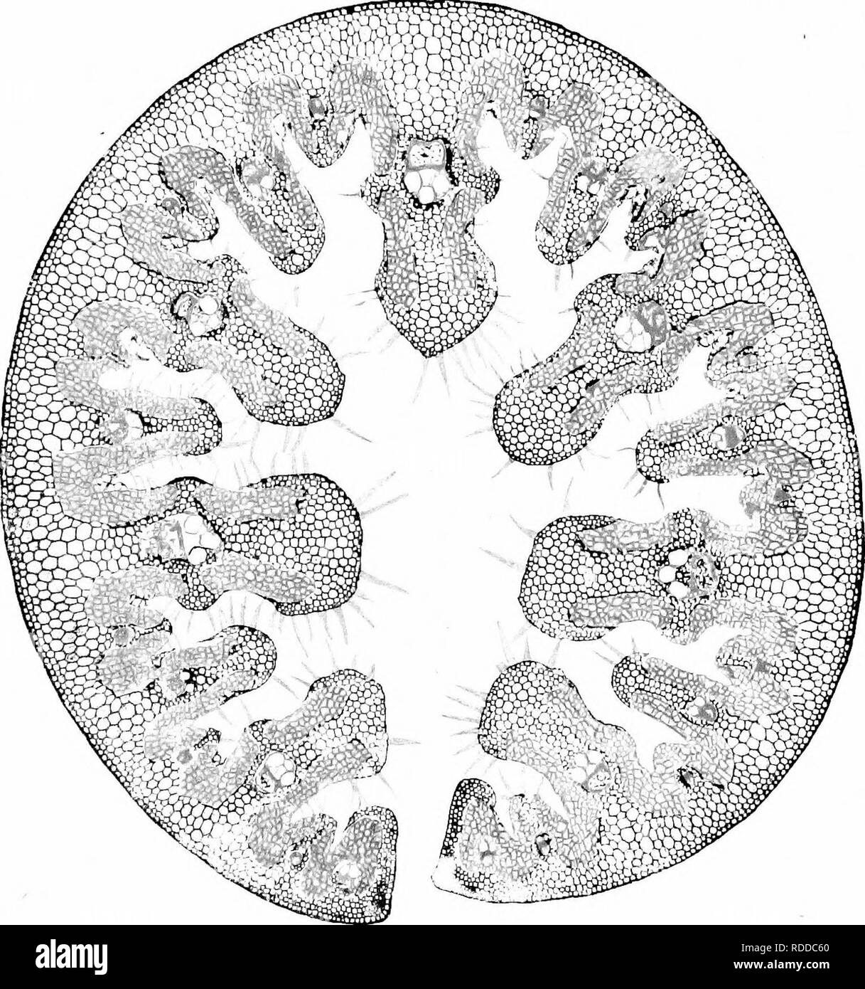 Leaf of marram grass hi-res stock photography and images - Alamy