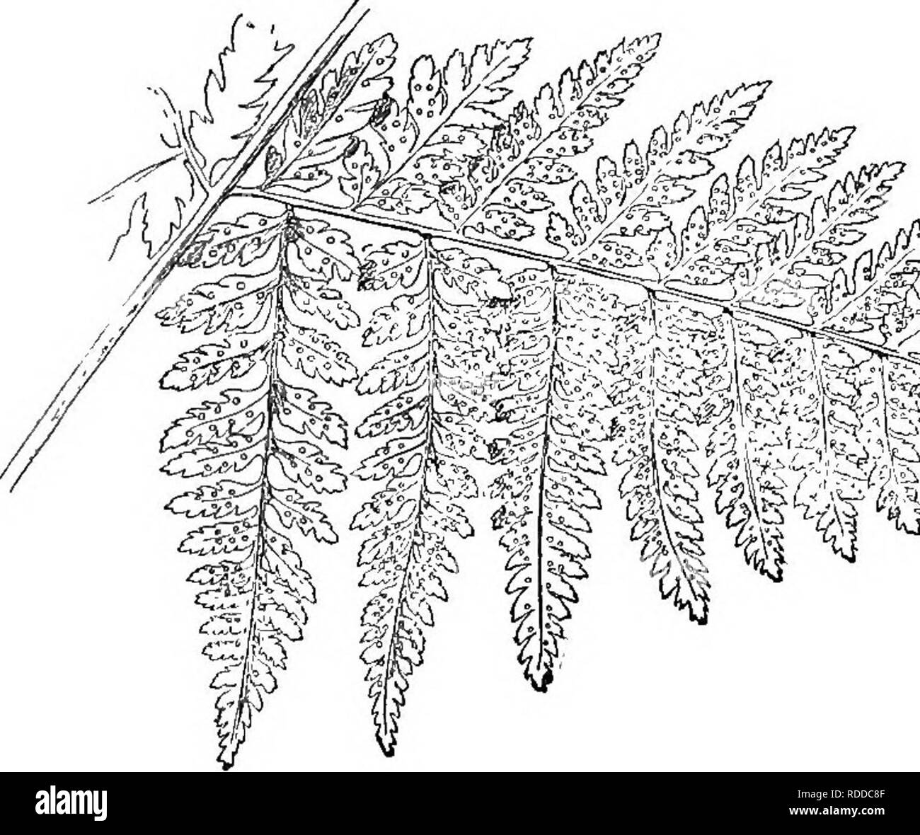 . Our ferns in their haunts; a guide to all the native species. Ferns ...