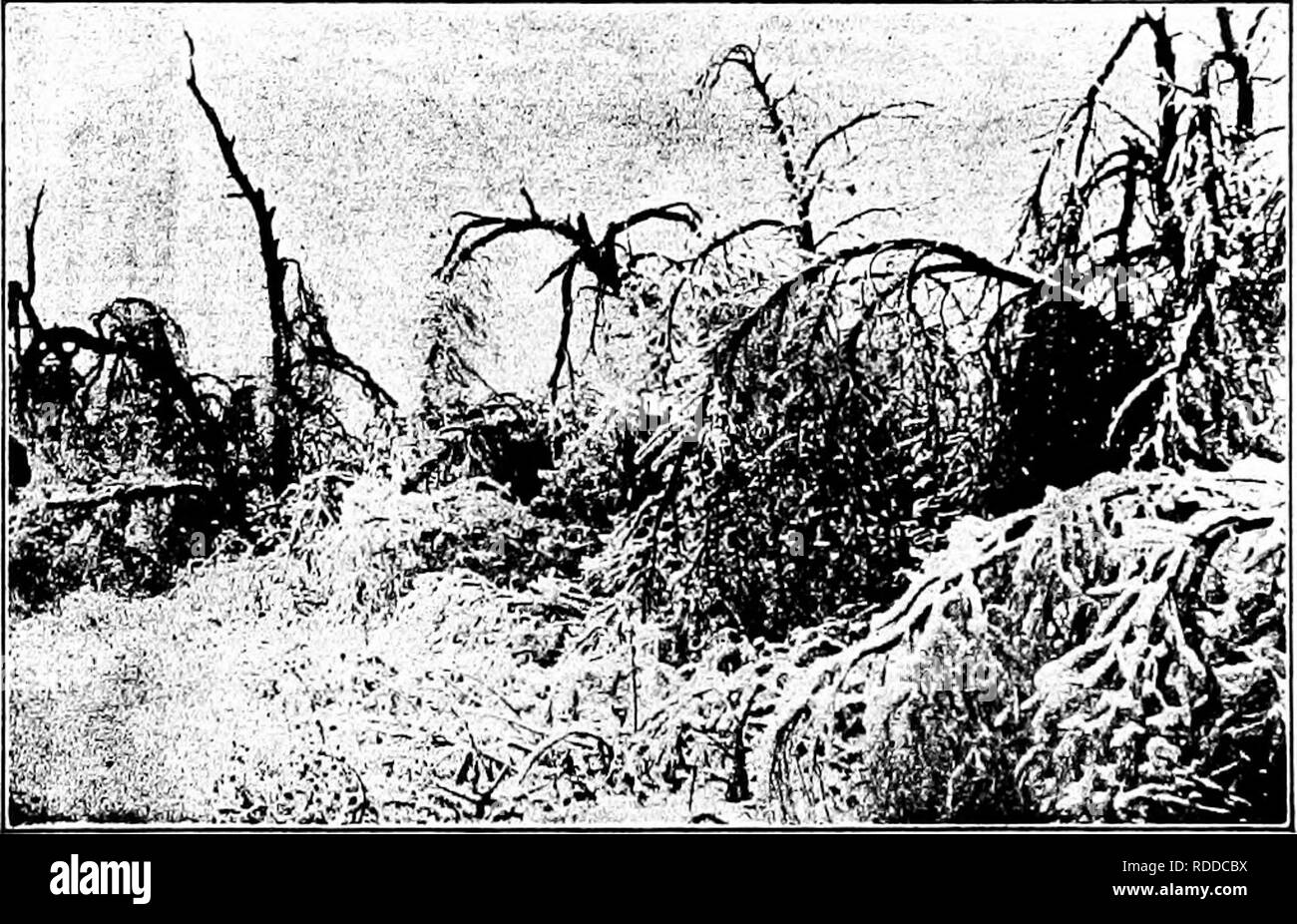 Broken willows hi-res stock photography and images - Alamy