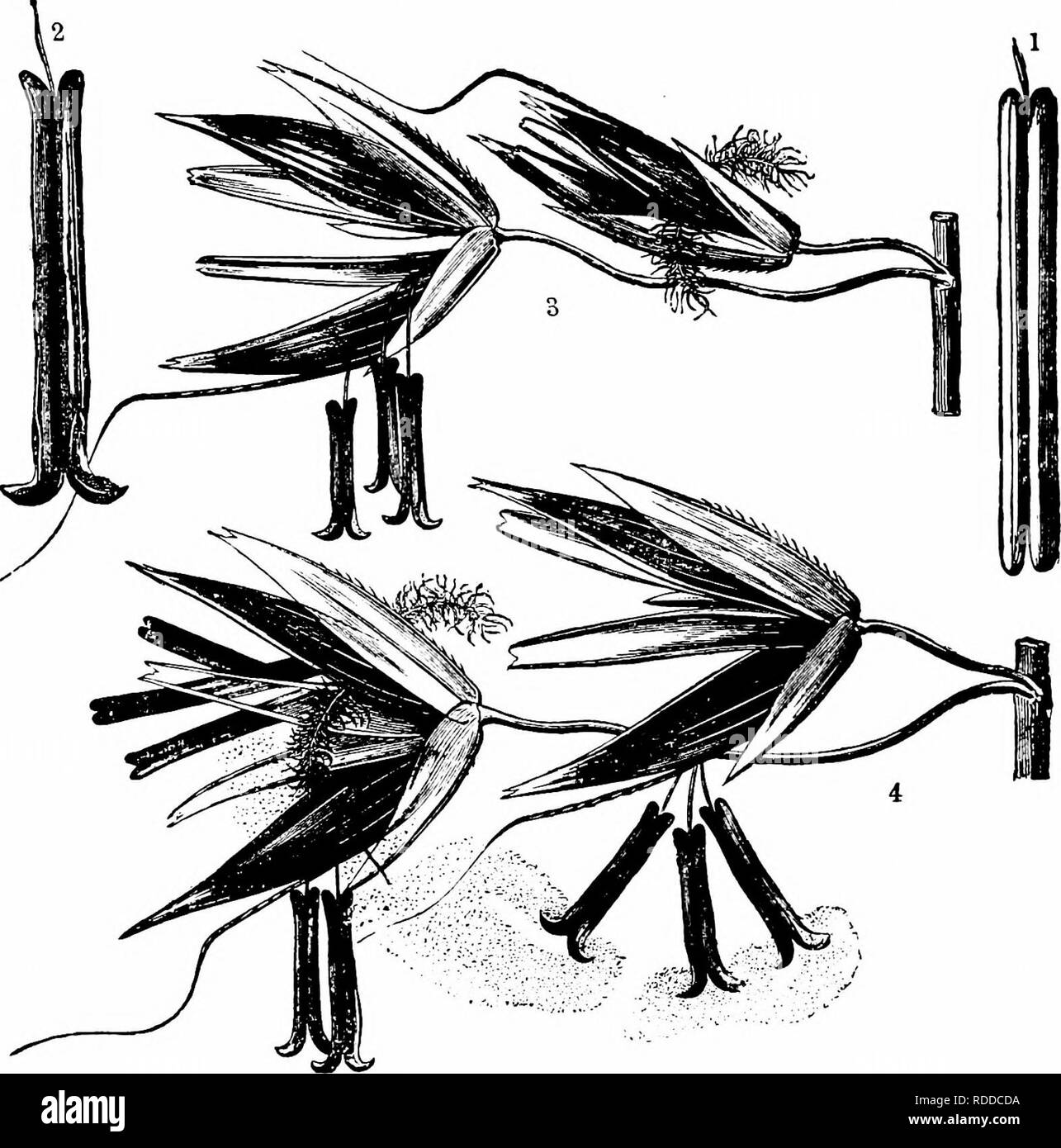 Wind pollination flower Black and White Stock Photos & Images - Alamy