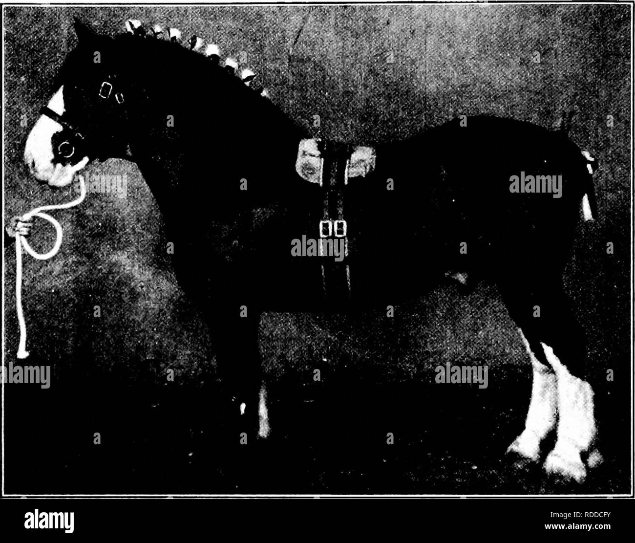 Shire horse show Black and White Stock Photos & Images - Alamy