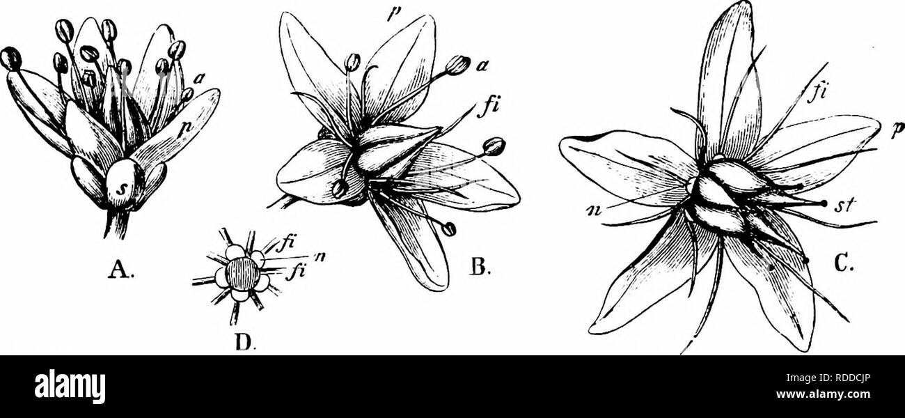 Protandrous flower hi-res stock photography and images - Alamy