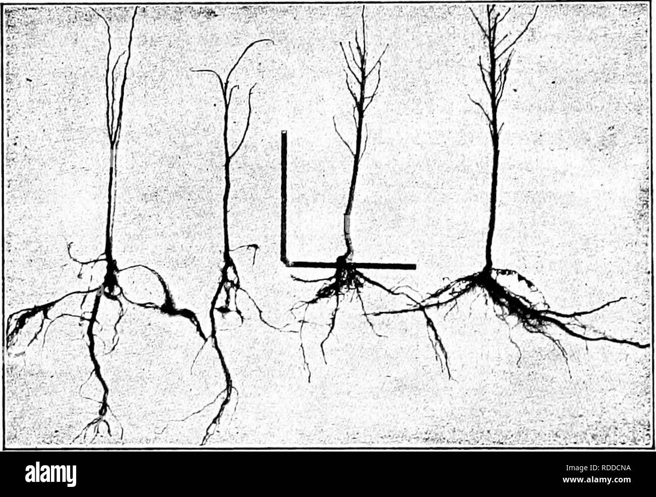 Four oaks Black and White Stock Photos & Images - Alamy