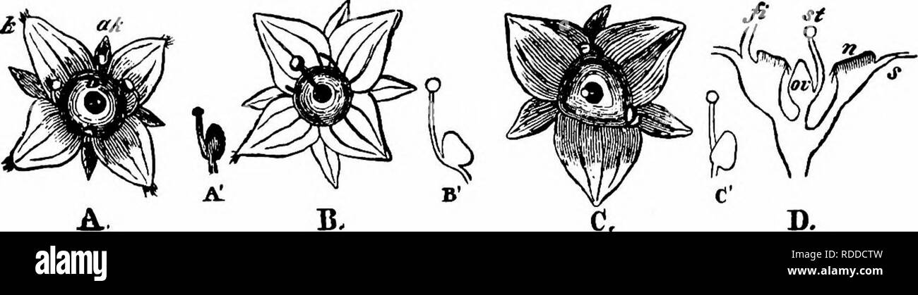 . Handbook of flower pollination : based upon Hermann MuÌller's work ...