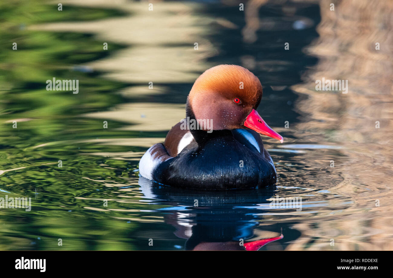 Golden Cygnet High Resolution Stock Photography and Images - Alamy