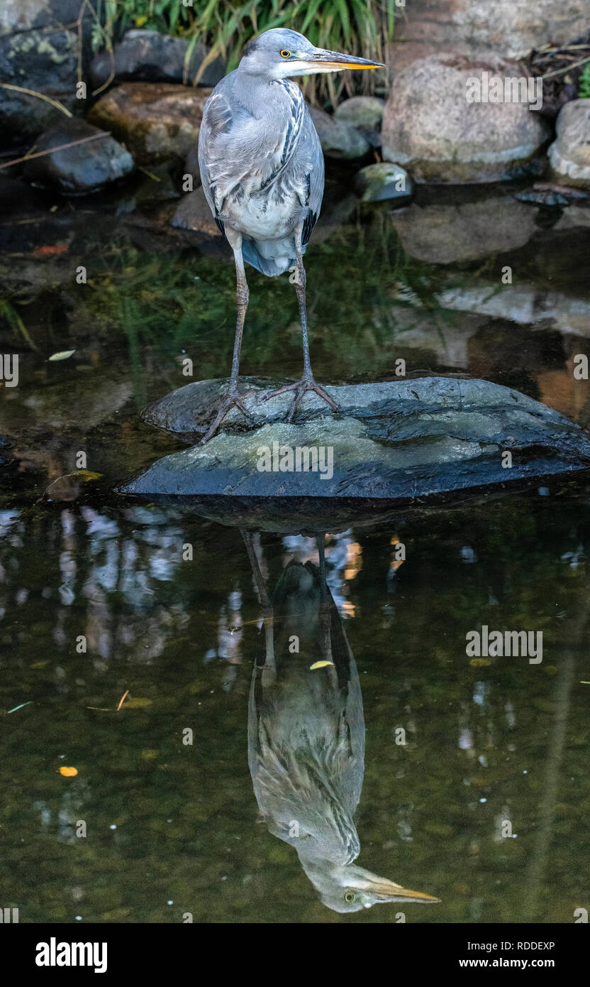 Golden cygnet hi-res stock photography and images - Alamy