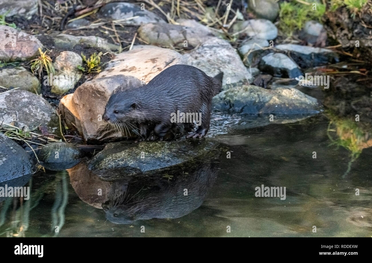 Golden cygnet hi-res stock photography and images - Alamy