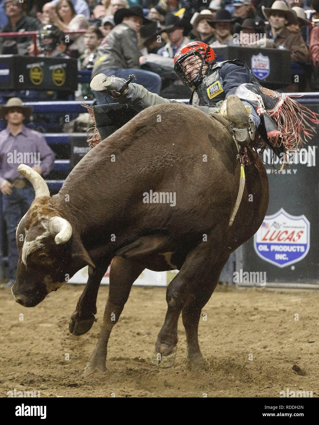 Bull blanco hi-res stock photography and images - Alamy