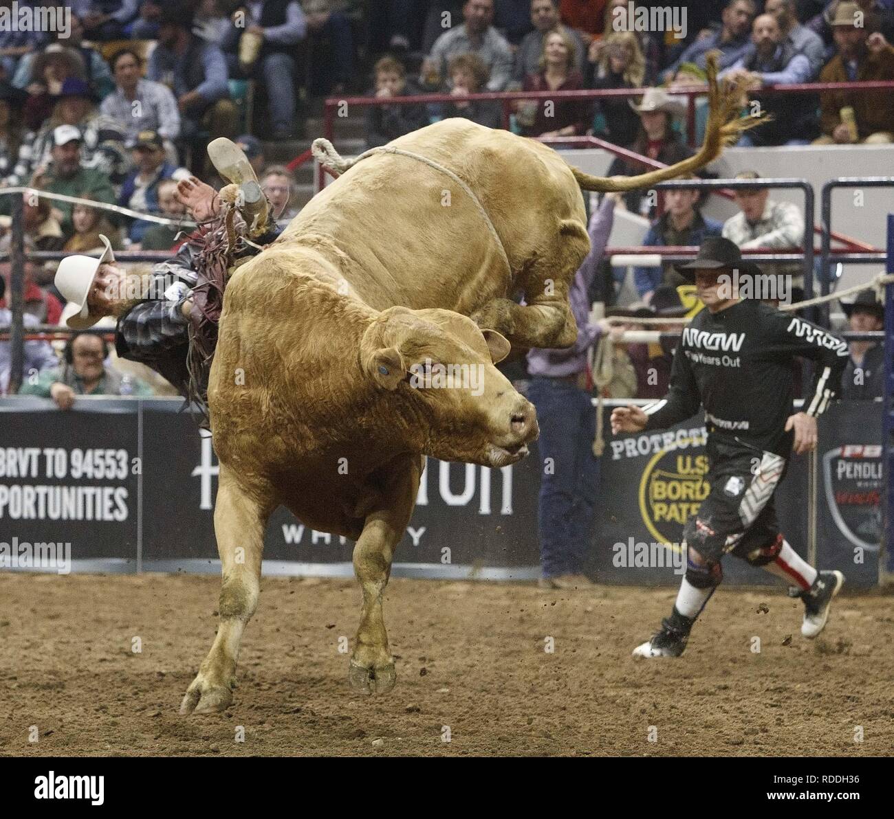 Denver, Colorado, USA. 16th Jan, 2019. Bull Rider Ryan Prophet of Rigby ...