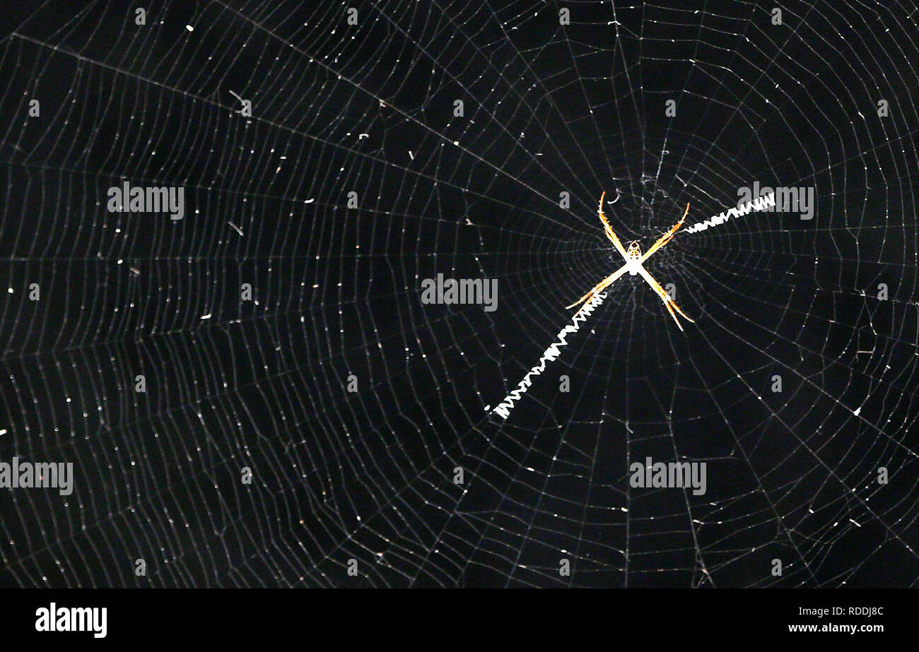 A spider seen weaving a web in Nakhon Sawan province, north of Bangkok ...