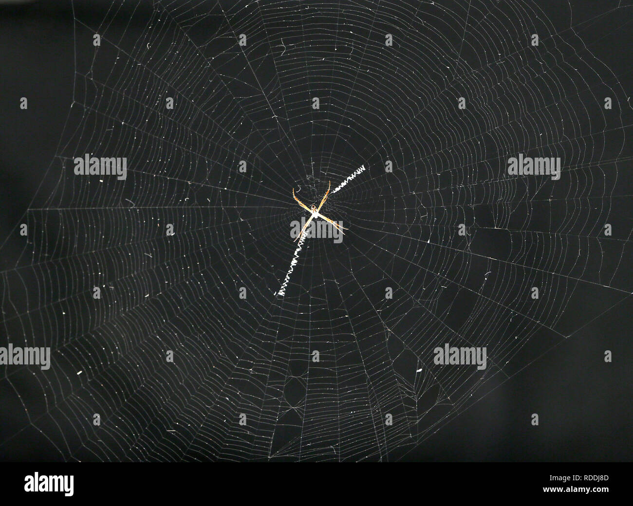 Insects web hi-res stock photography and images - Alamy