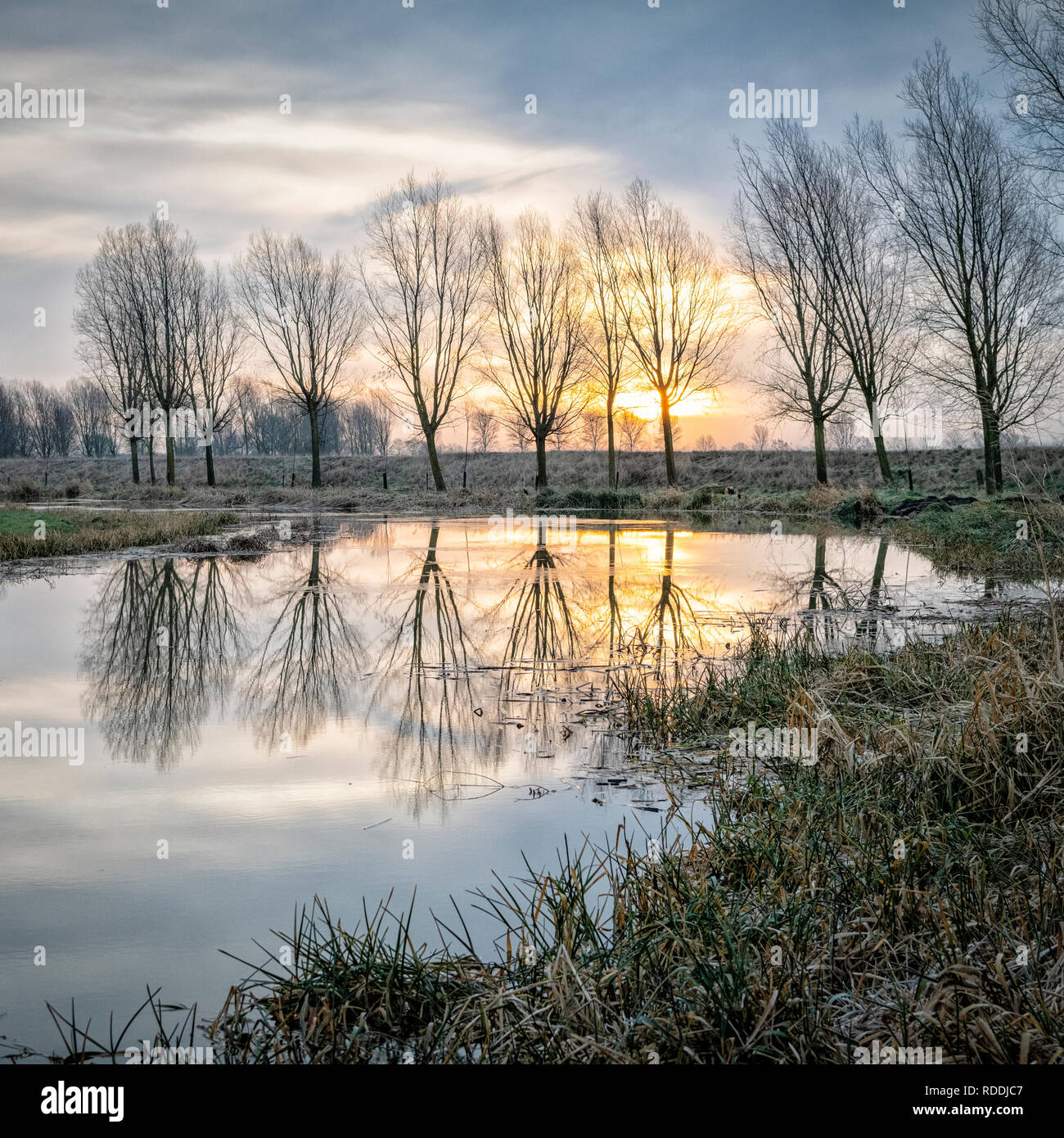 Cricket bat willow trees hi-res stock photography and images - Alamy