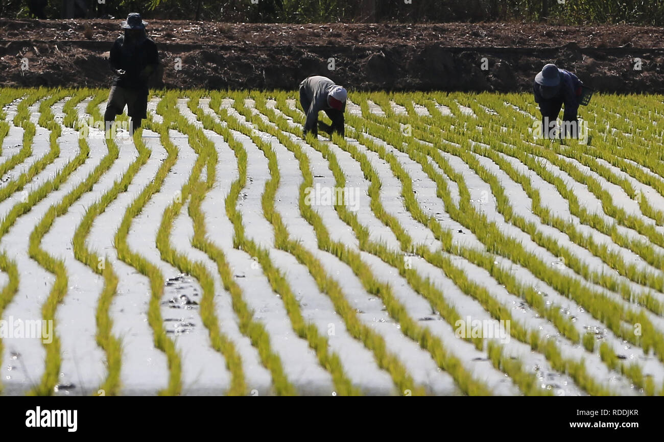 January 18, 2019 - Nakhon Sawan, Thailand - Thai farmers seen working ...