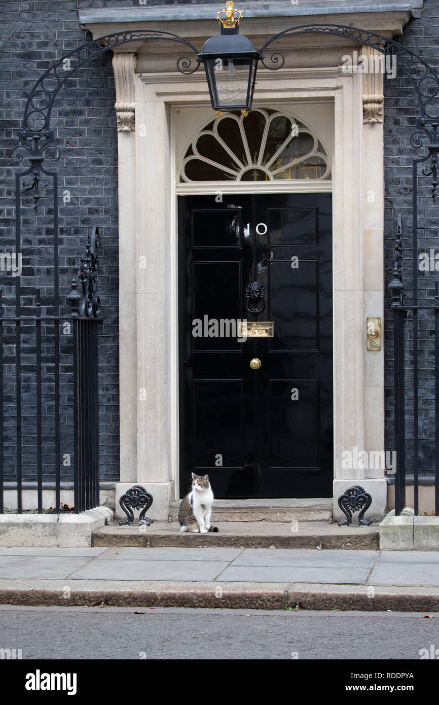 Larry the cat chief mouser to the treasury hi-res stock photography and ...