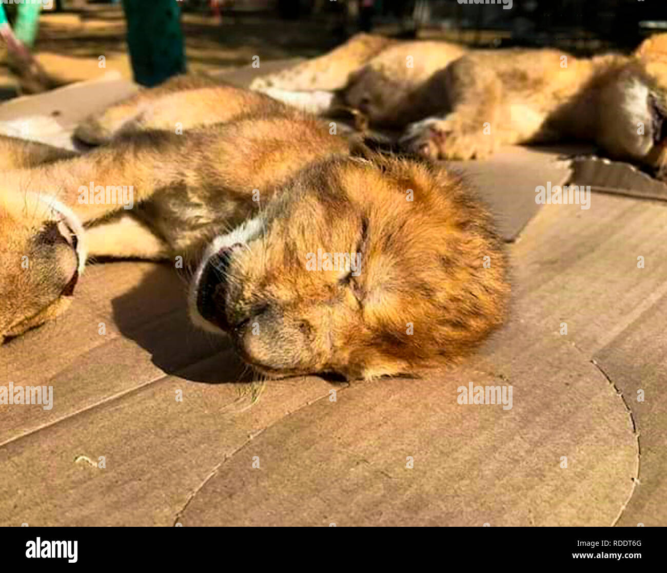 Rafah, Palestine. Autonomous Areas. 18th Jan, 2019. IMAGES DEPICT DEATH ...