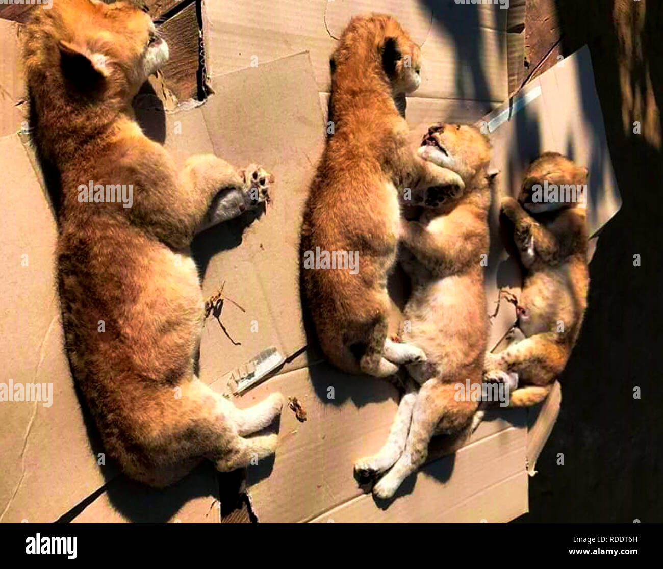 Rafah, Palestine. Autonomous Areas. 18th Jan, 2019. IMAGES DEPICT DEATH ...