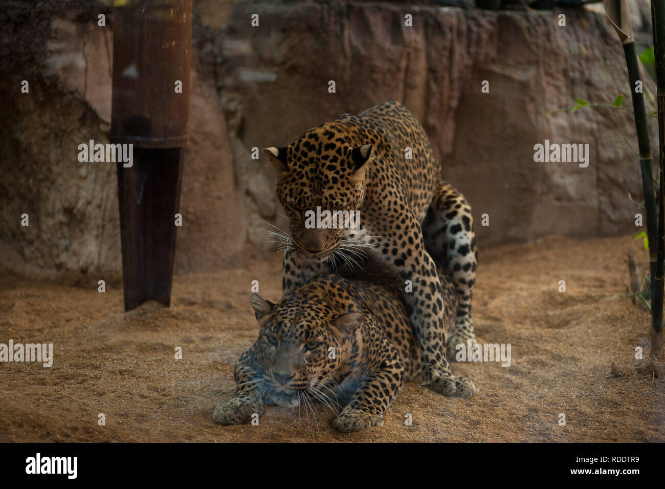 Lion And Leopard Mating