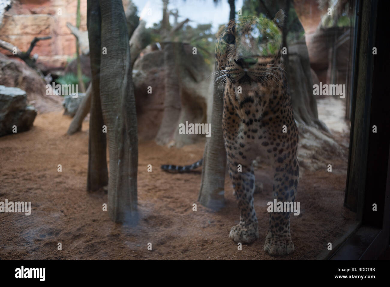 Malaga, MALAGA, Spain. 18th Jan, 2019. A leopard is seen in its ...