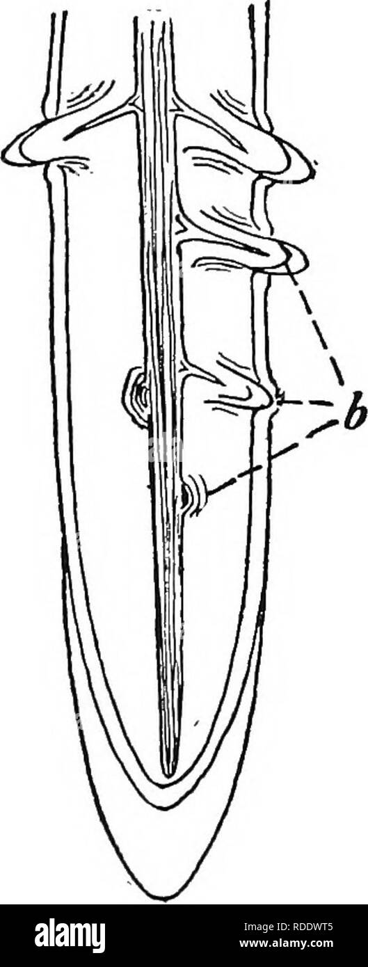 Pericycle Stock Photos & Pericycle Stock Images - Alamy