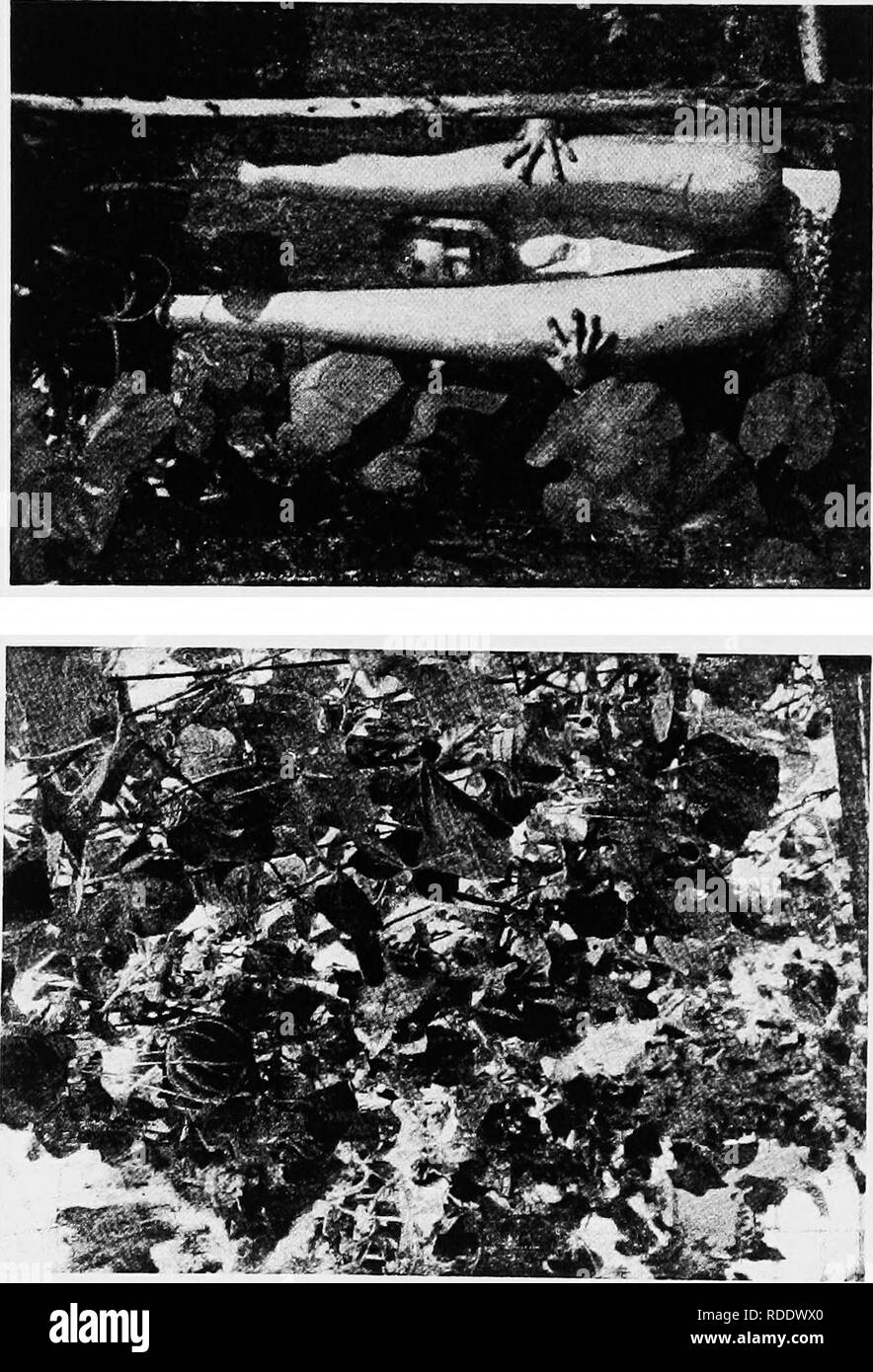 Aesthetic greenery ornamental plants Black and White Stock Photos ...