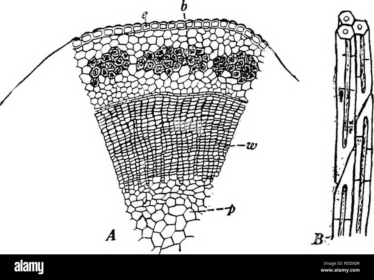 . Botany for agricultural students . Botany. STRENGTHENING TISSUES 129 ...